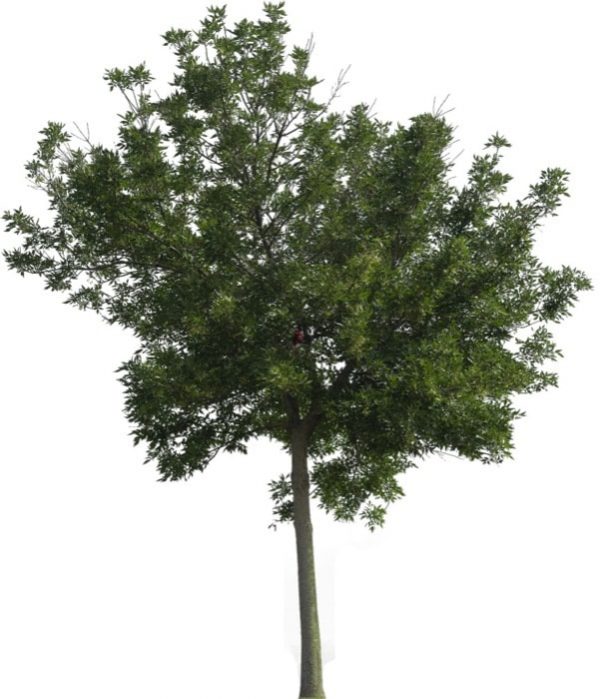 6 free cutout tree textures for external renders • Blender 3D Architect